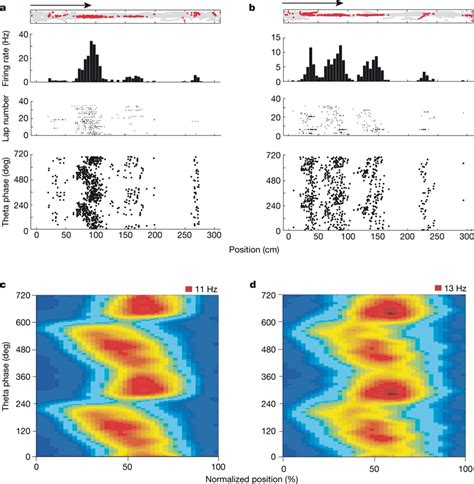 Phase Precession In Entorhinal Cortex After Inactivation Of The