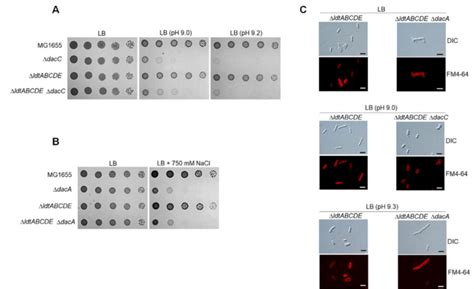 Identified Phenotypes Of The Dacc And Daca Mutants Are Independent Of