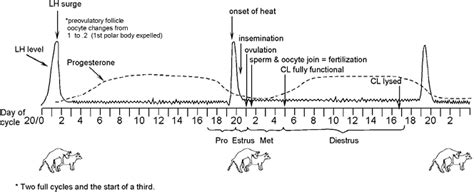 Stages Of Estrous Cycle In Cows Source Yizengaw 2017 Download