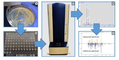 Workflow Of Sample Preparation And Profile Analysis By Maldi Tof