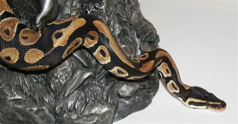 how to find out if your ball python is a male or female