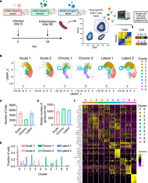 Frontiers Clonally Expanded Virus Specific Cd8 T Cells Acquire