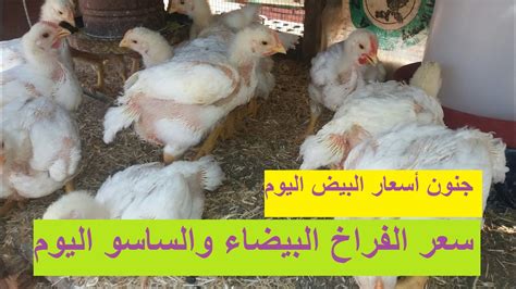 توقعات بجنون سعر الفراخ وأسعار البيض تزامناً مع أزمة طاحنة للأعلاف تضرب