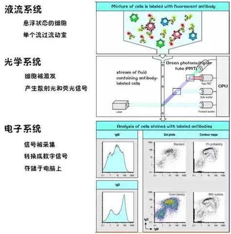 如何用流式细胞术测定细胞转染率 生物