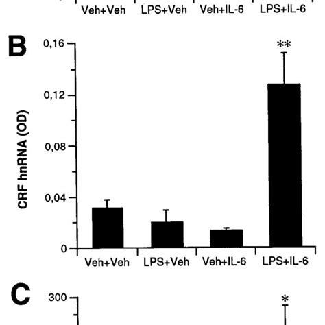 Expression Of Il 6r Mrna In Crf Containing Neurons Of The Pvn During