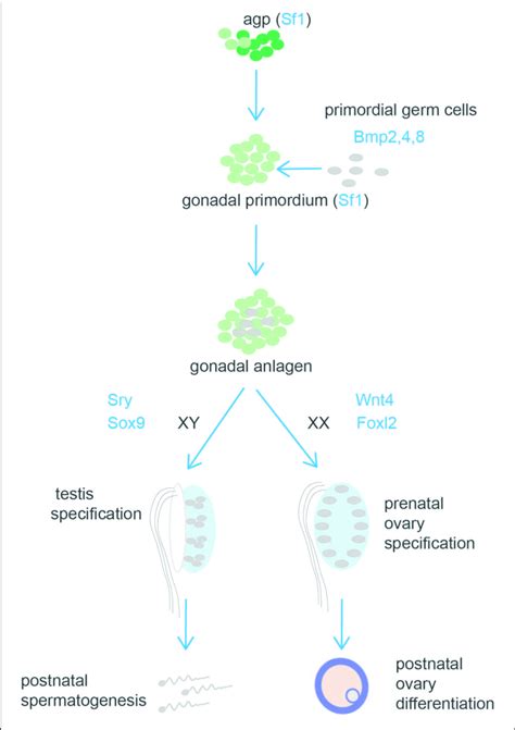 Schematic Representation Of Testis And Ovary Development Cells From