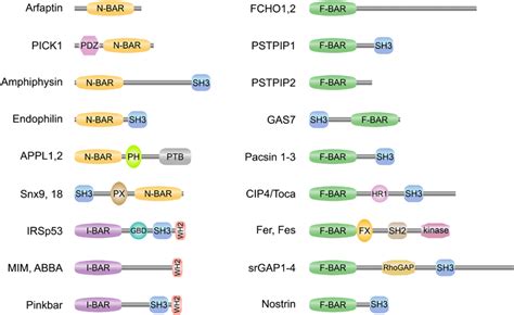 Schematic Domain Representation Of Selected Bar Domain Proteins