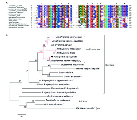 Multiple Sequence Alignment And Phylogenetic Tree Of