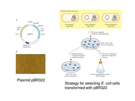 Ppt Bernard R Glick Molecular Biotechnology Powerpoint Presentation
