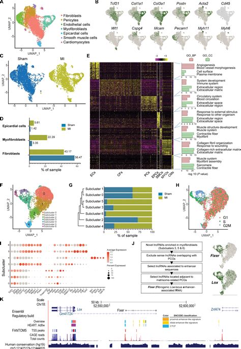 Assessment Of The Cardiac Noncoding Transcriptome By Single Cell Rna