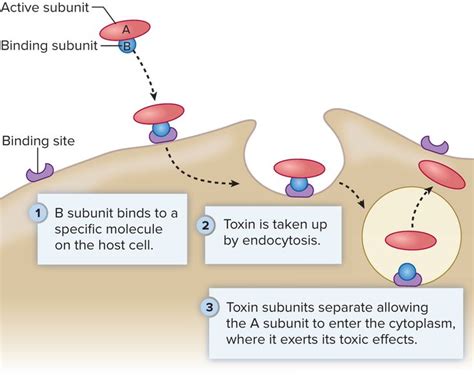 A B Toxin Human Anatomy And Physiology Physiology Anatomy And