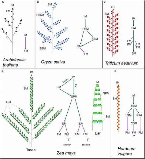 Scheme Of Inflorescence Architecture And Meristem Identity Transition