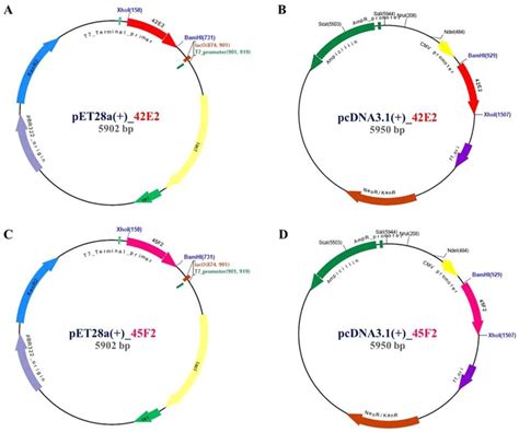 Four Plasmid Constructs Of Chimeric Multiepitope Vaccines A C Are