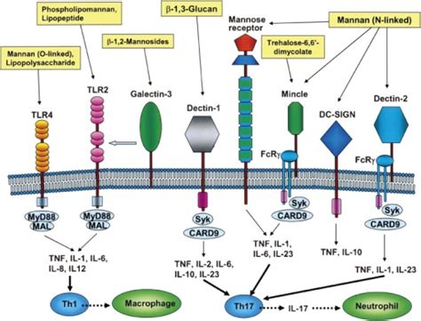 Pattern Recognition Receptors Sensing C Albicans The C Albicans