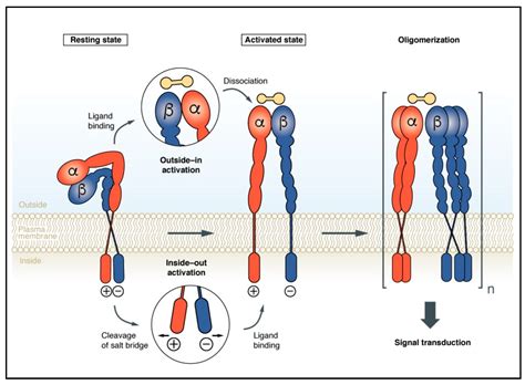 Cancers Free Full Text Exploring The Role Of Rgd Recognizing