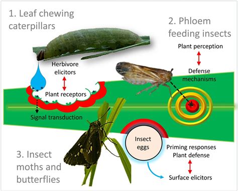 Plant Insect Interactions Graduate School Of Environmental And Life