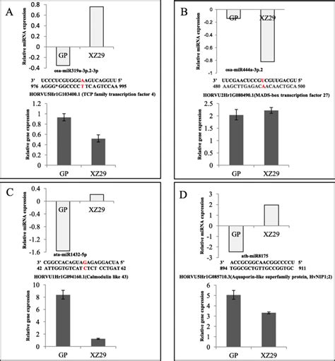 Expression Of Mirnas And Their Targets In Golden Promise Gp And Xz29