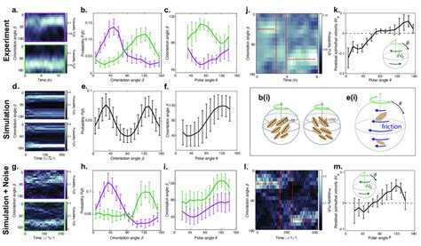Chiral Symmetry Breaking In The Cell Shape Orientation Field A