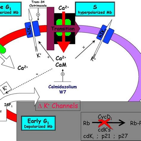 Schematic Drawing Of The Patch Clamp Technique In Whole Cell Recording