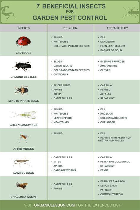 How Encouraging Beneficial Insects Can Help The Honeybees