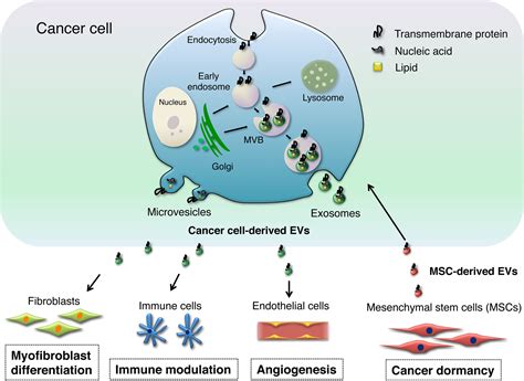 Extracellular Vesicle Transfer Of Cancer Pathogenic Components Fujita