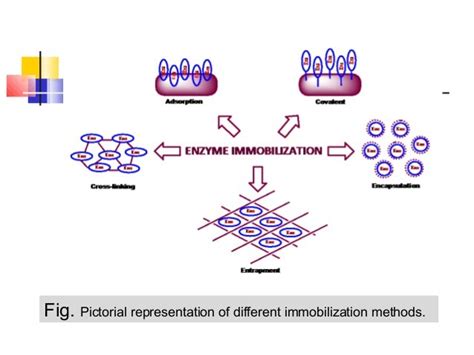 Enzyme Immobilization