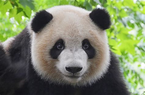 daru pandas for ruby