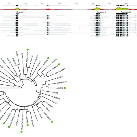 A Multiple Sequence Alignment Geneious 2020 1 Software Of All Iaa