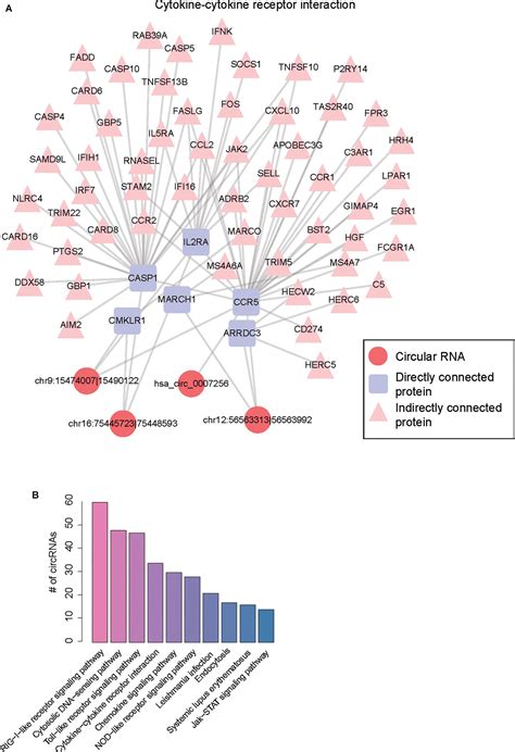 Frontiers Integrative Analysis Reveals Key Circular Rna In Atrial