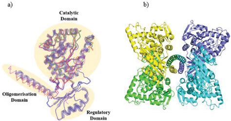 The Domain Organization And The Tetrameric Structure Of The Aaahs A