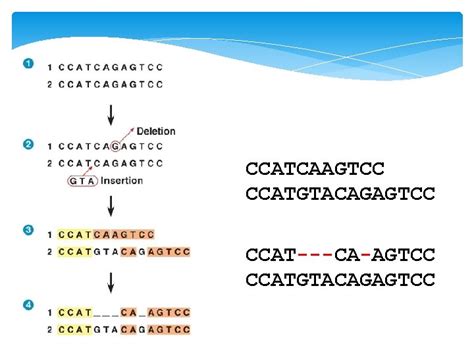 Pairwise Sequence Alignment Lesson 32 Homework 2 Try