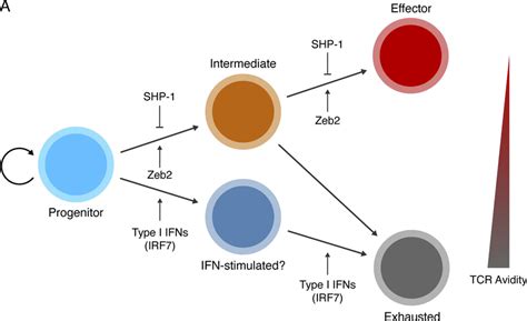 Model Of Cd8 T Cell Differentiation During Chronic Viral Infection