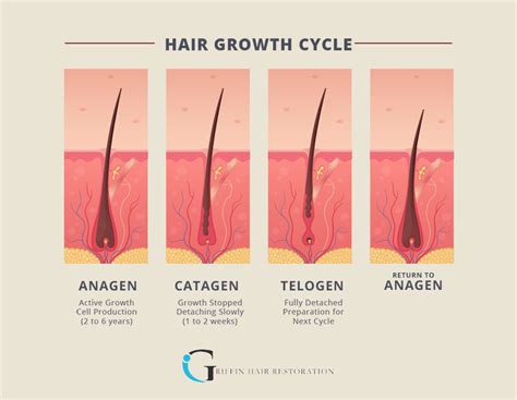 Facial Hair Growth Cycle
