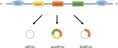 Classification Of Circrnas Circrnas Are Divided Into Circular Intronic