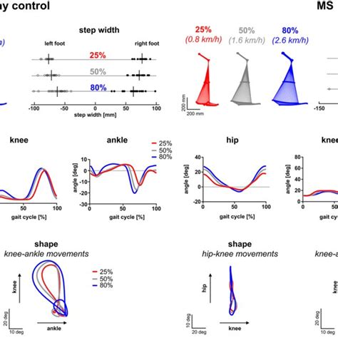 Speed Dependent Modifications Of Spatiotemporal Parameters Leg Joint