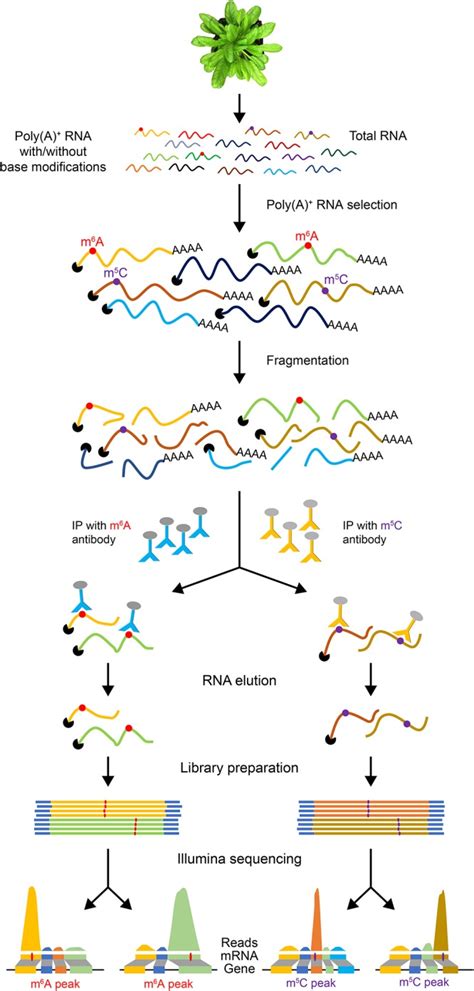 Analysis Of Transcriptome And Epitranscriptome In Plants Using Pacbio