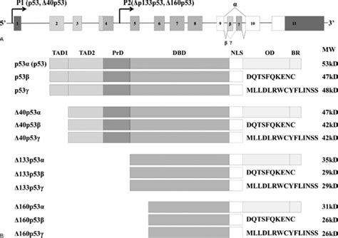 The Tp53 Gene Can Be Expressed With 12 Different Isoform Proteins From