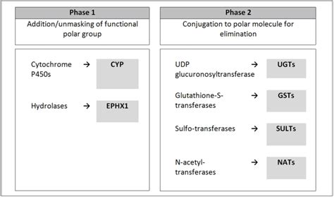 Major Enzymes In Xenobiotic Metabolism Pathway The Major Xenobiotic