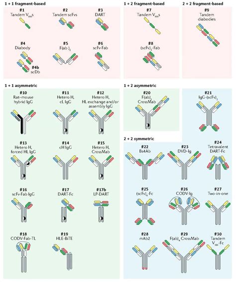 Overview Of Bispecific Antibody Drug Technology Part Ii Creative