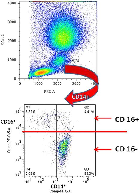 Identification Of Monocyte Subsets Monocyte Mo Population Present In