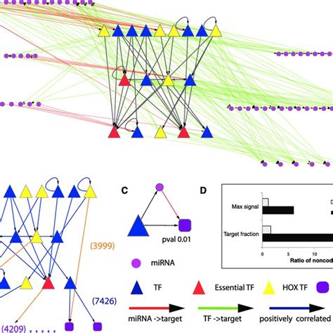 Integrated Mirna Tf Regulatory Network A Tfs Are Organized