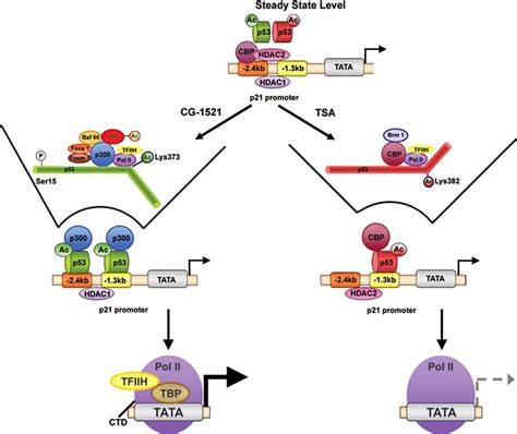 Site Specific Acetylation Of P53 Directs Selective Transcription