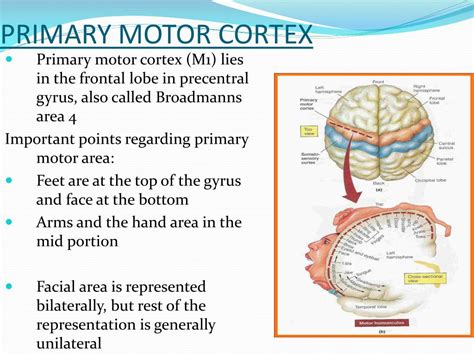 Ppt Motor System Powerpoint Presentation Free Download Id 6145780
