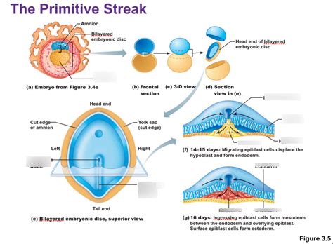 primitive streak diagram quizlet