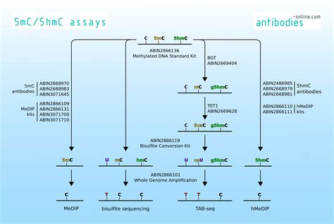 Medip Hmedip Bisulfite Sequencing And Tab Seq