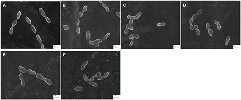 Frontiers Itraq Based Quantitative Proteomic Analysis Of The