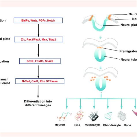 A Gene Regulatory Network Regulates Neural Crest Nc Development