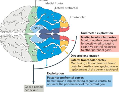Functional Model Of The Frontopolar Cortex In Humans We Propose That