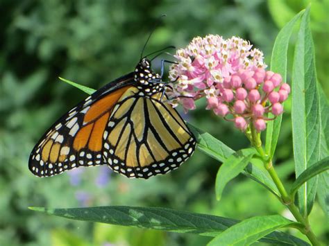 Milkweed Mothers Milk For Monarch Butterflies But Yield Robbing Weed