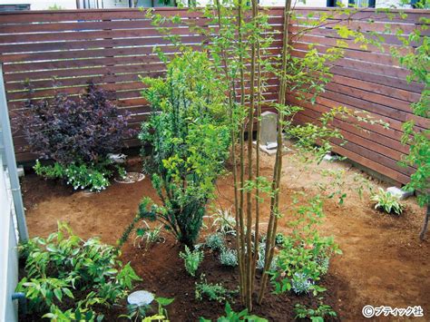 【51 Off 】 マルバノキ 樹高約1 0m前後 根鉢含まず シンボルツリー 庭木 植木 落葉樹 落葉低木